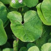 Irish Wildflower Glossary Wildflowers of Ireland