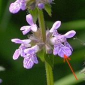 Irish Wildflower Glossary Wildflowers of Ireland