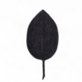 Irish Wildflower Glossary Wildflowers of Ireland